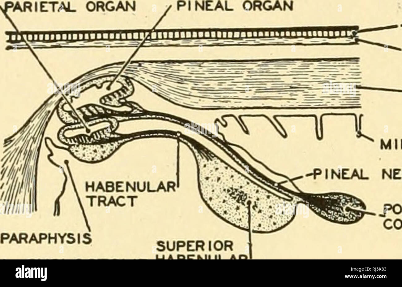 . Chordate anatomy. Chordata; Anatomy, Comparative. 414 CHORDATE ...