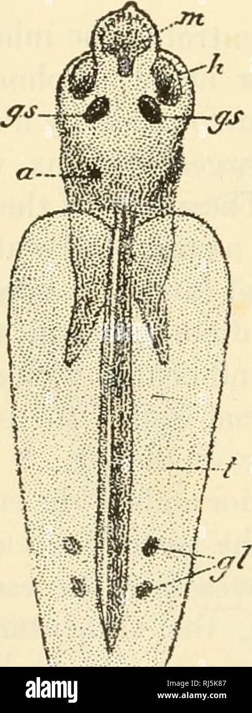 . The chordates. Chordata. Mouth Anus Intestine i Stomach ^•y "SSSS Fig ...