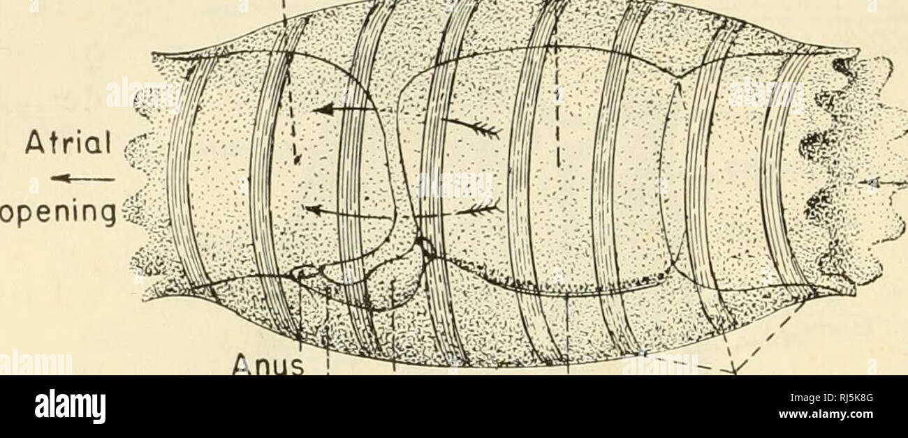 Phylum Chordata Doliolum