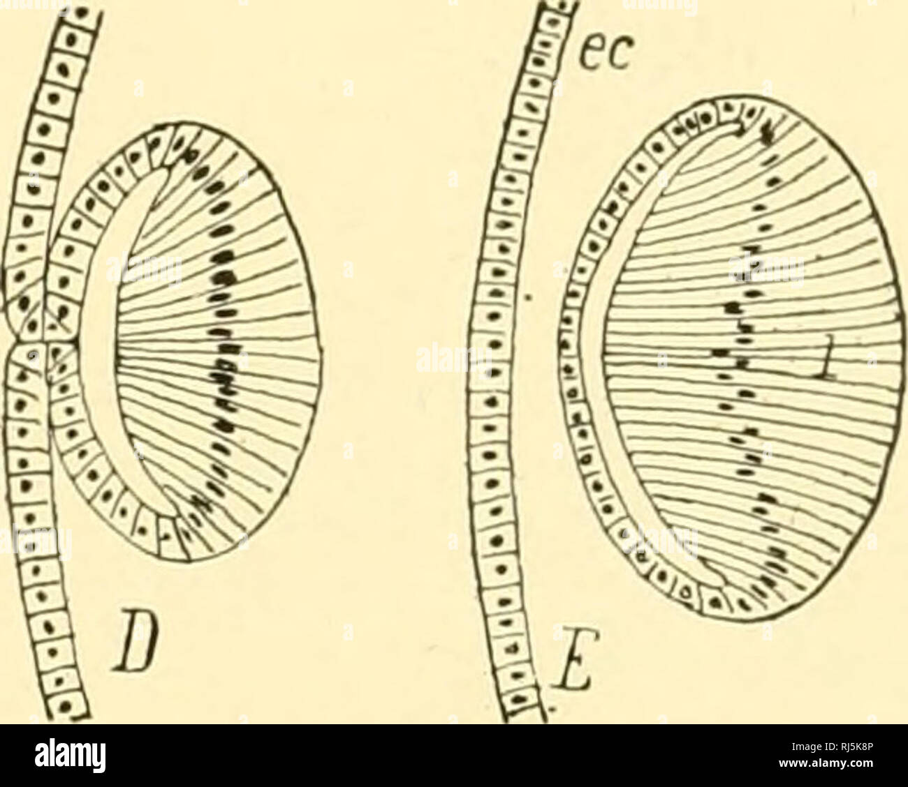 . Chordate anatomy. Chordata; Anatomy, Comparative. THE SENSE ORGANS ...