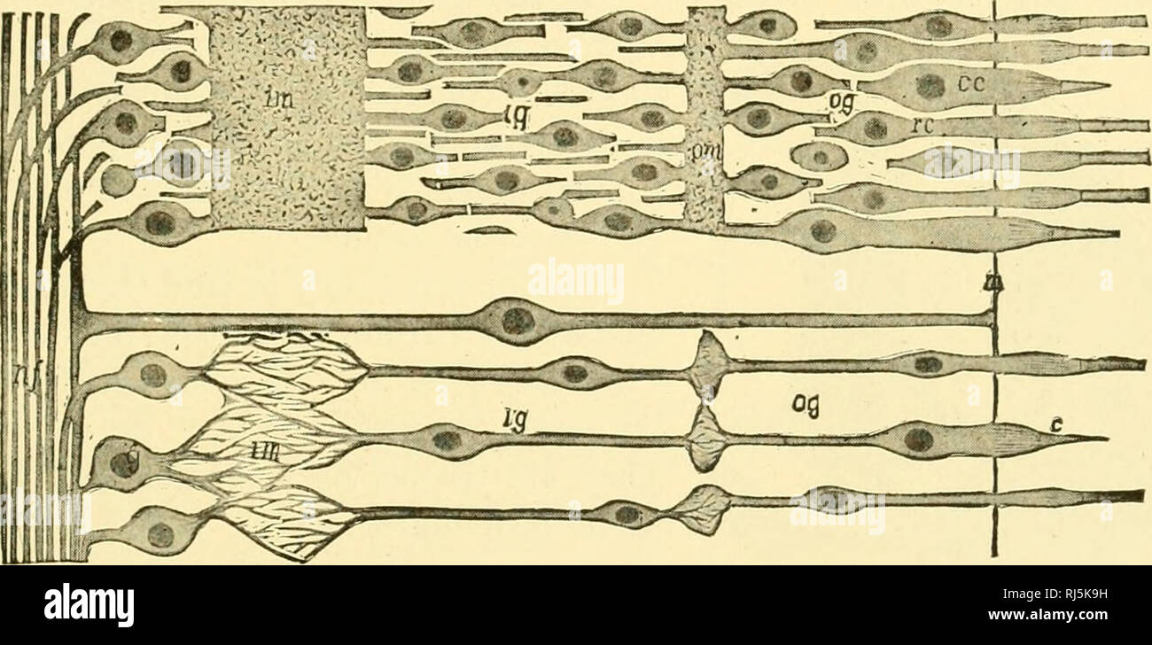 Reticular layer hi-res stock photography and images - Alamy