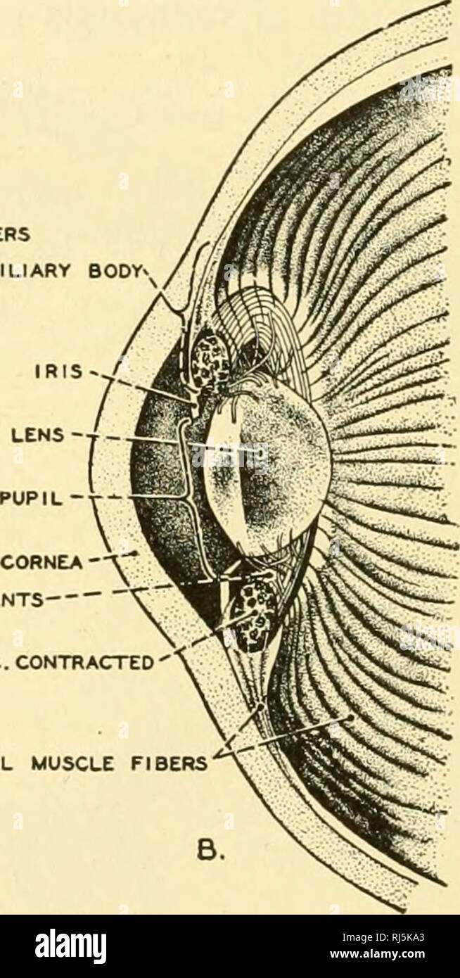 Accommodatio hi-res stock photography and images - Alamy
