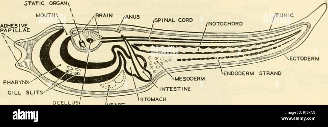 Protochordata hi-res stock photography and images - Alamy