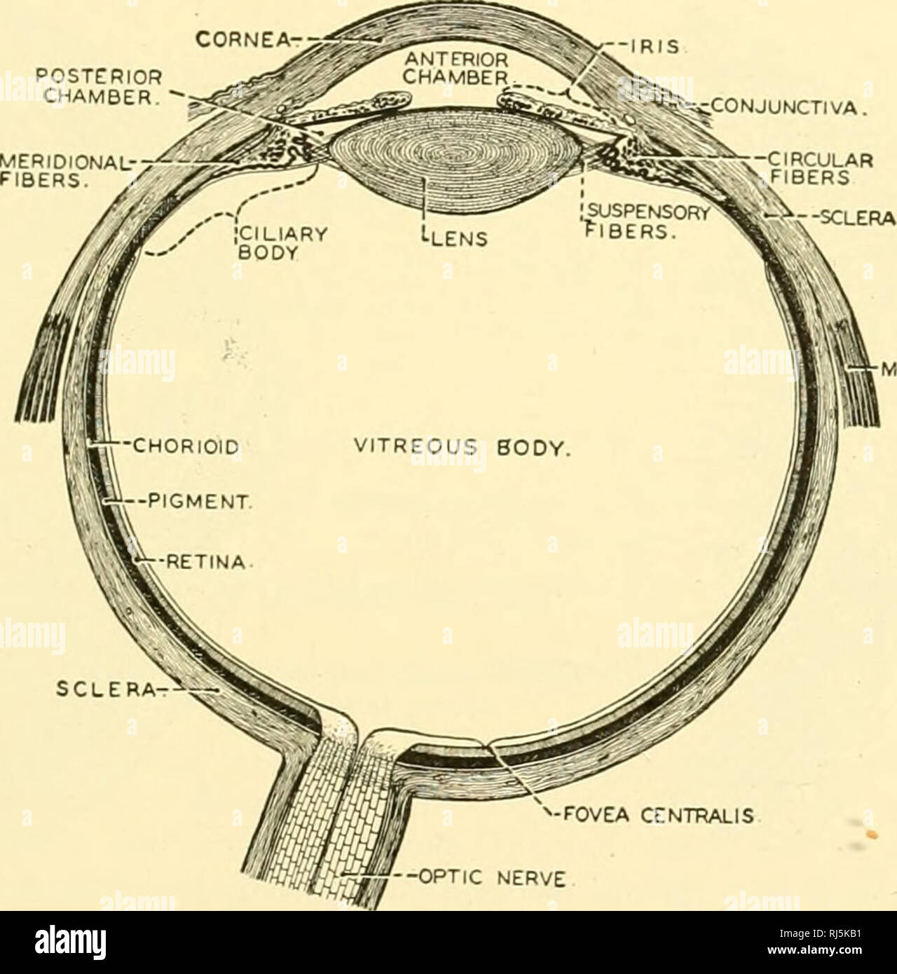 . Chordate anatomy. Chordata; Anatomy, Comparative. THE SENSE ORGANS ...