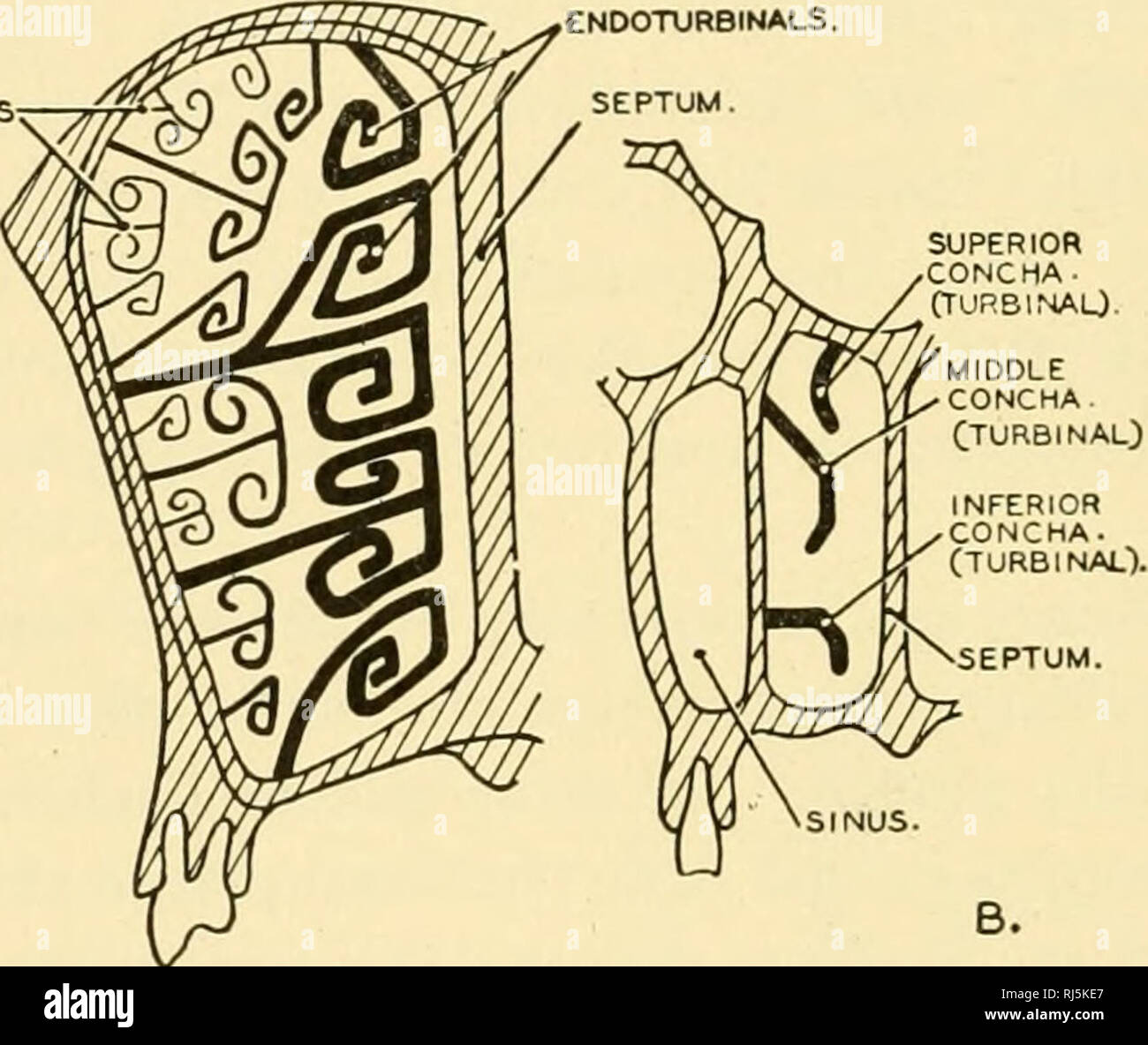 . Chordate anatomy. Chordata; Anatomy, Comparative. 402 CHORDATE ...