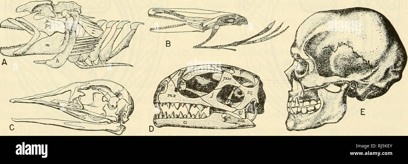 Comparative anatomist anatomy hi-res stock photography and images - Alamy