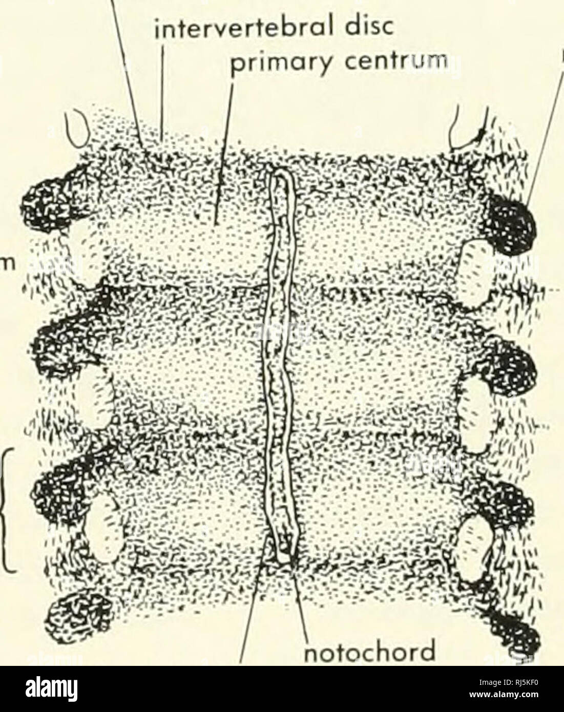 . Chordate morphology. Morphology (Animals); Chordata. intersclerotomic ...