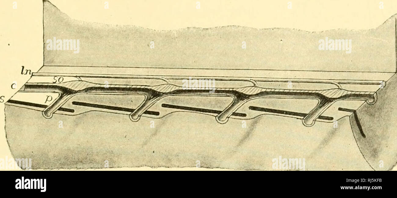 . Chordate anatomy. Chordata; Anatomy, Comparative. THE SENSE ORGANS ...