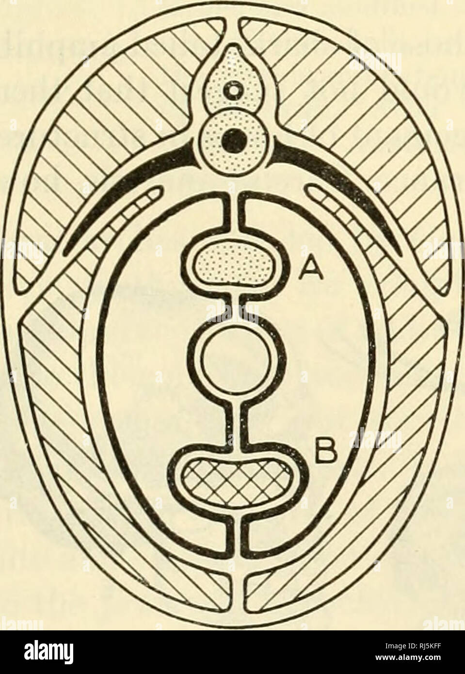 Comparative anatomist anatomy hi-res stock photography and images - Alamy