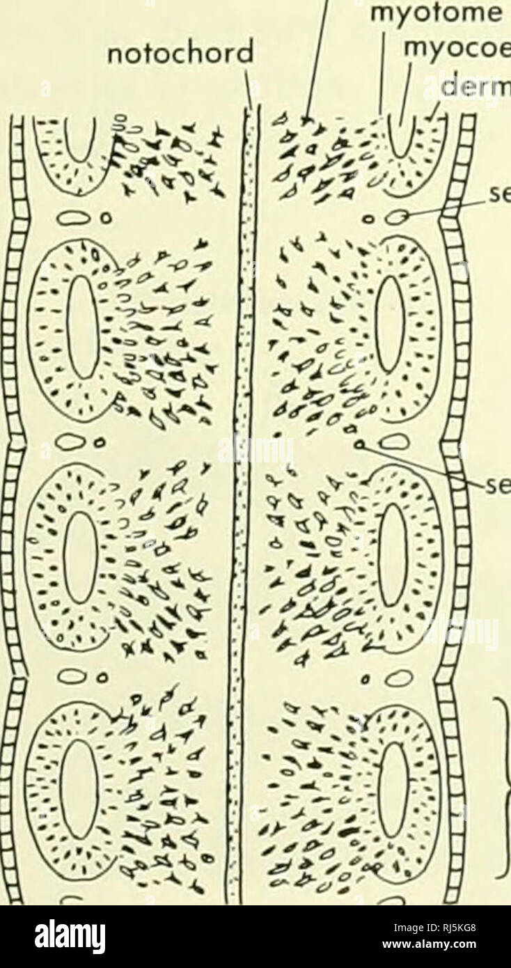. Chordate morphology. Morphology (Animals); Chordata. and bulkier on ...