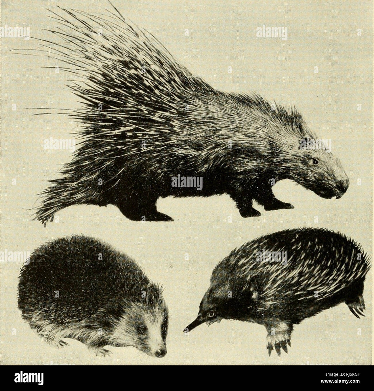 . The chordates. Chordata. 370 Comparative Anatomy—Its History, Aim ...