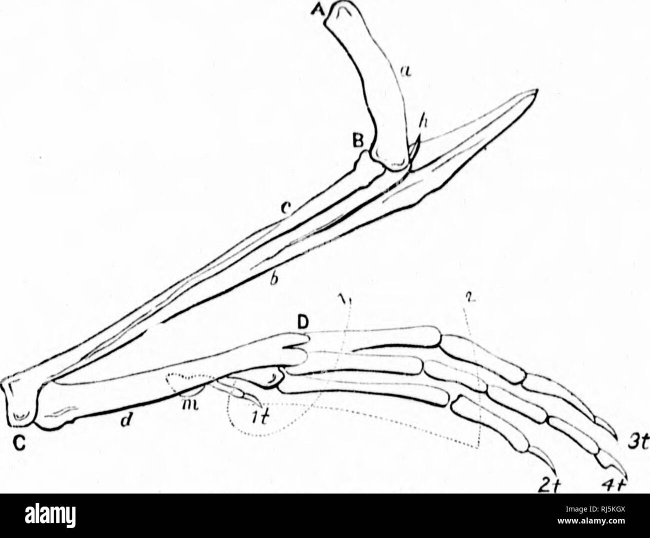 Fossil knee joint Black and White Stock Photos & Images - Alamy