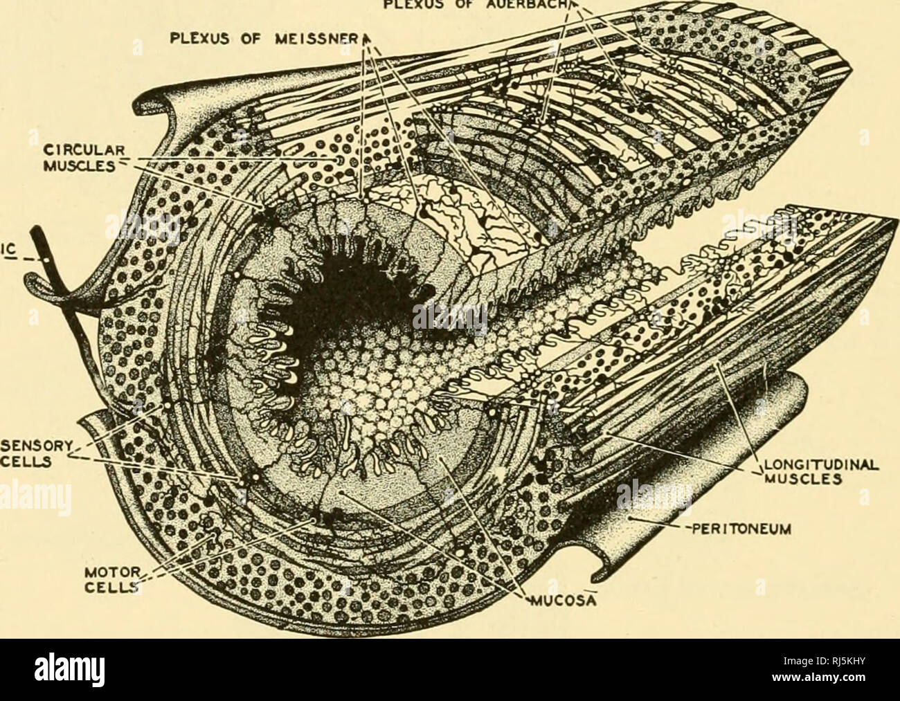 . Chordate anatomy. Chordata; Anatomy, Comparative. 390 CHORDATE ...