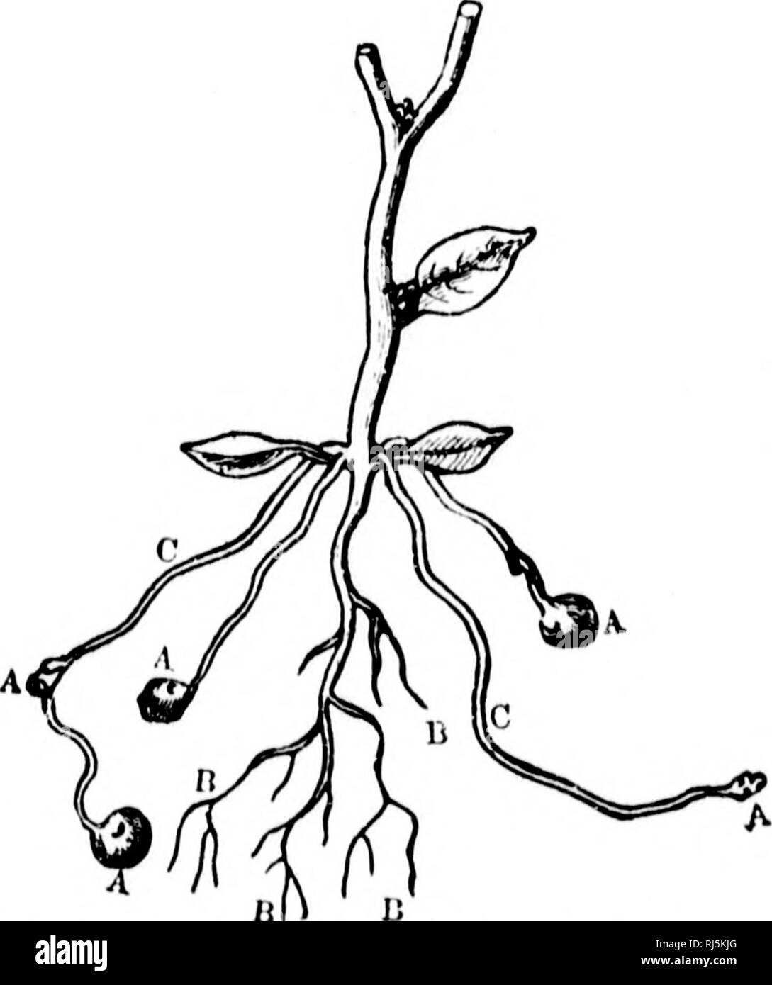 Potato sli hi-res stock photography and images - Alamy