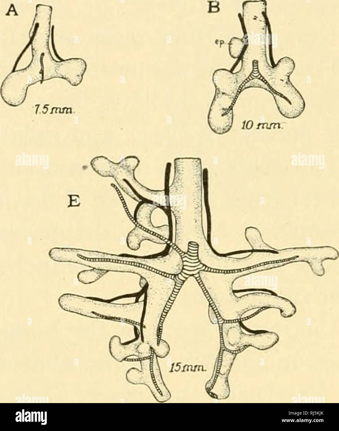 . Chordate anatomy. Chordata; Anatomy, Comparative. 258 CHORDATE ...