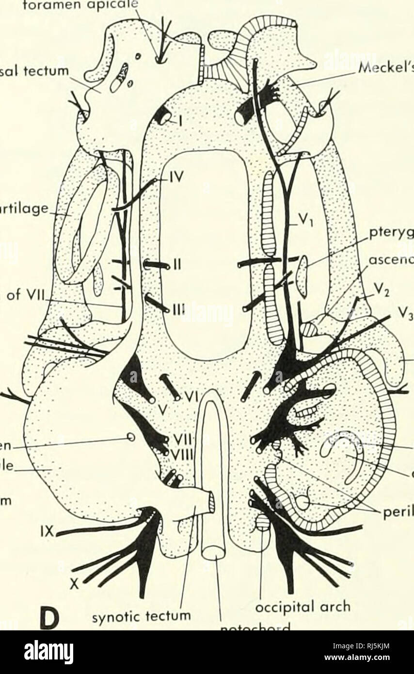 . Chordate morphology. Morphology (Animals); Chordata. Meckel's ...