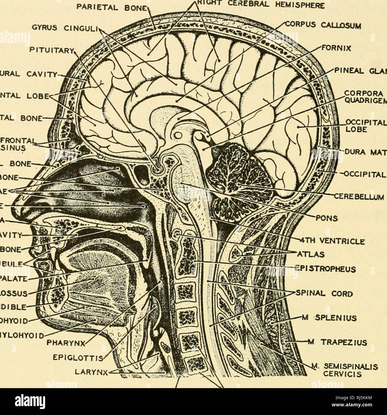 . Chordate anatomy. Chordata; Anatomy, Comparative. 2^6 CHORDATE ...
