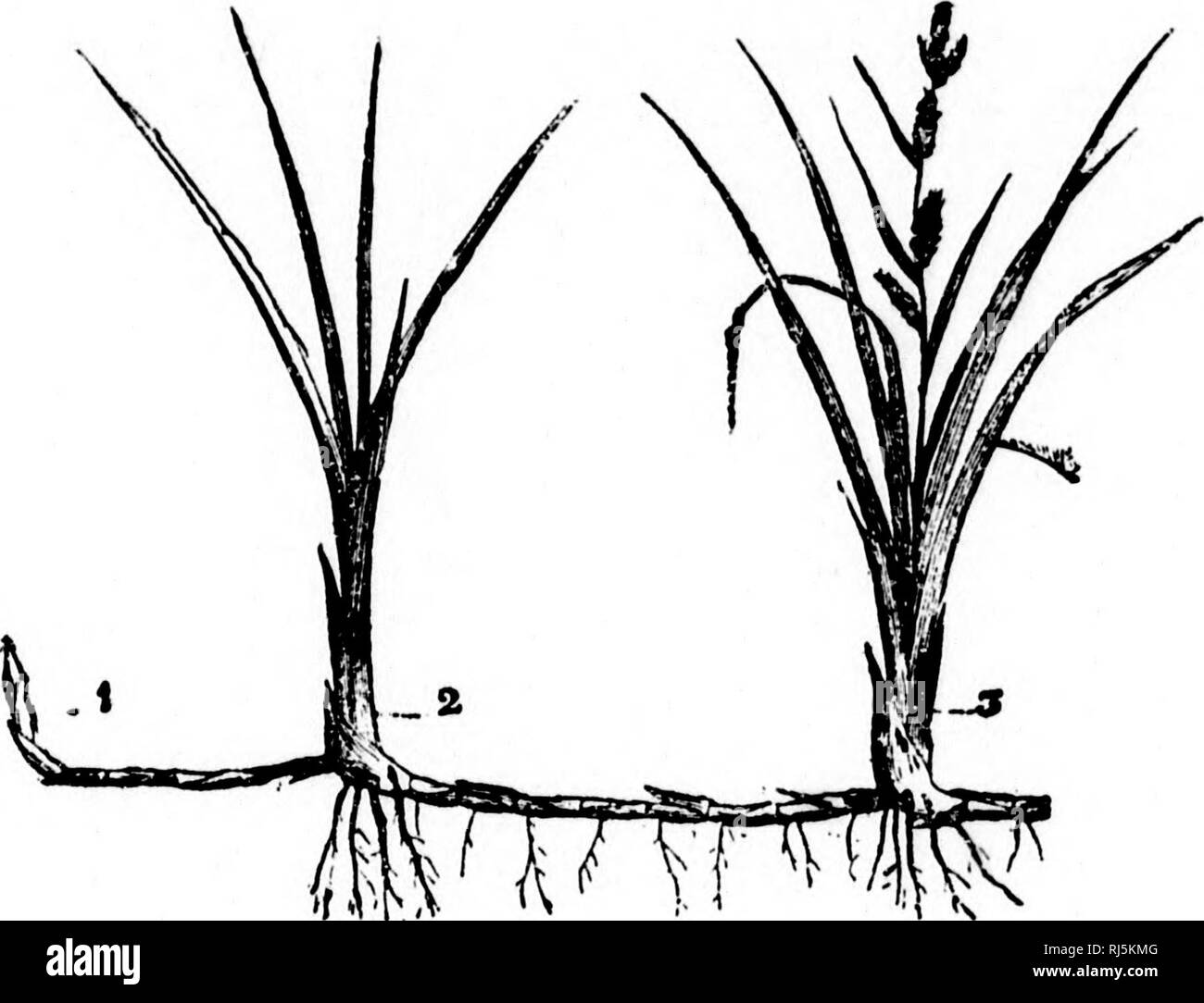 J c th Cut Out Stock Images & Pictures - Alamy