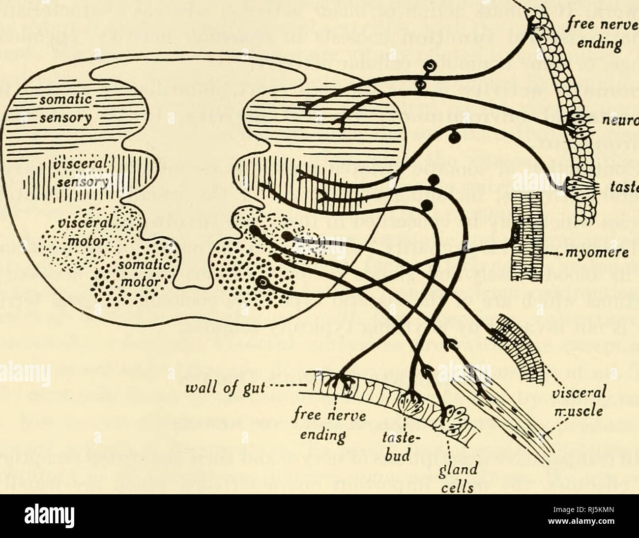 Taste bud diagram hi-res stock photography and images - Alamy
