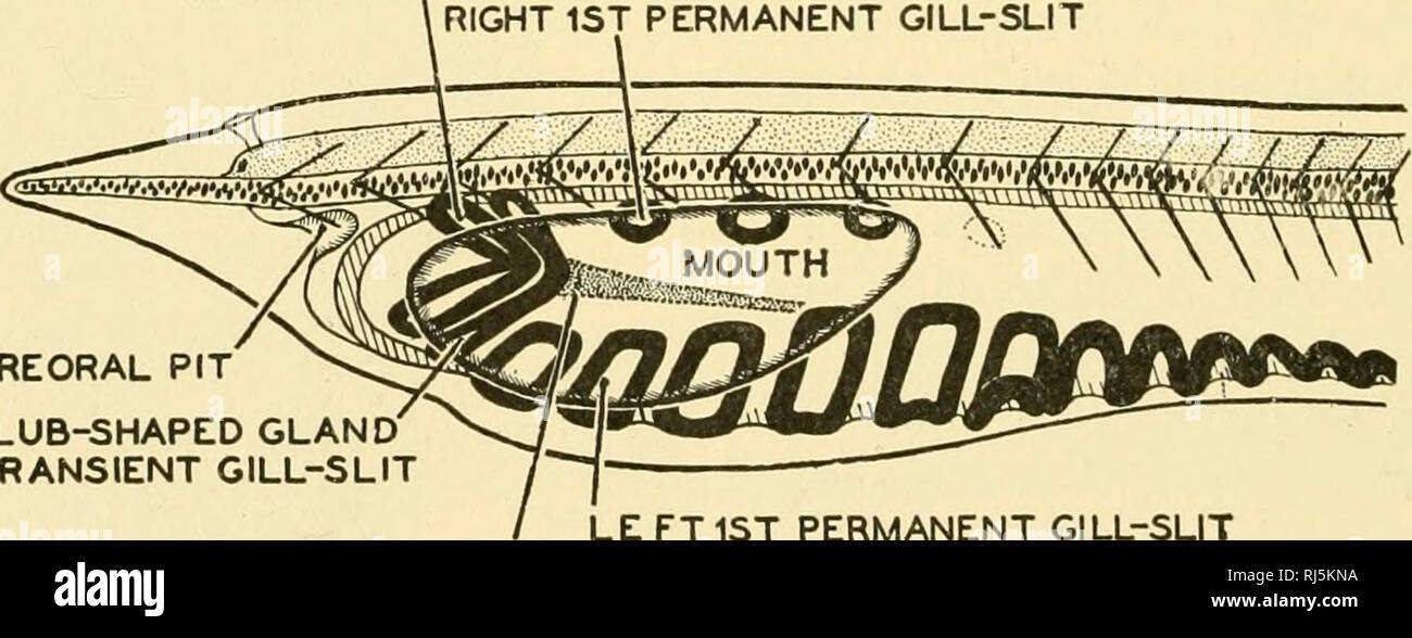 . Chordate anatomy. Chordata; Anatomy, Comparative. MOUT ENDOSTYLE ...