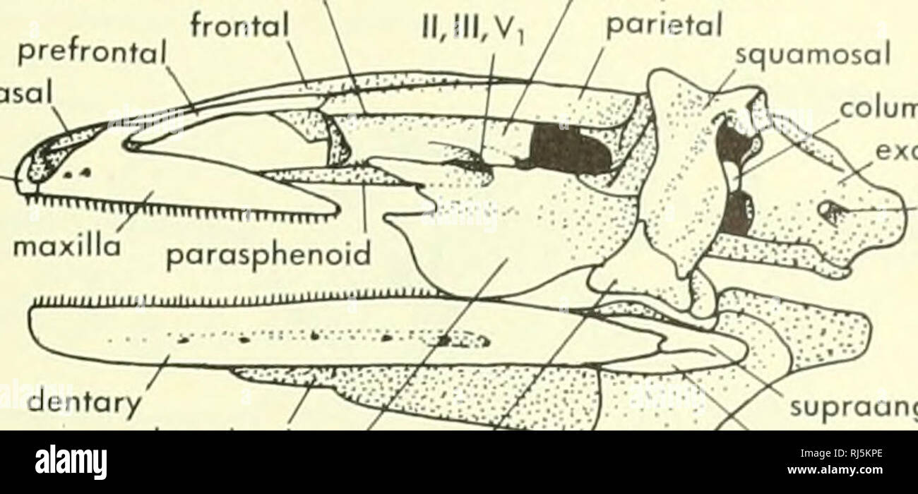 . Chordate morphology. Morphology (Animals); Chordata. IV exits about ...