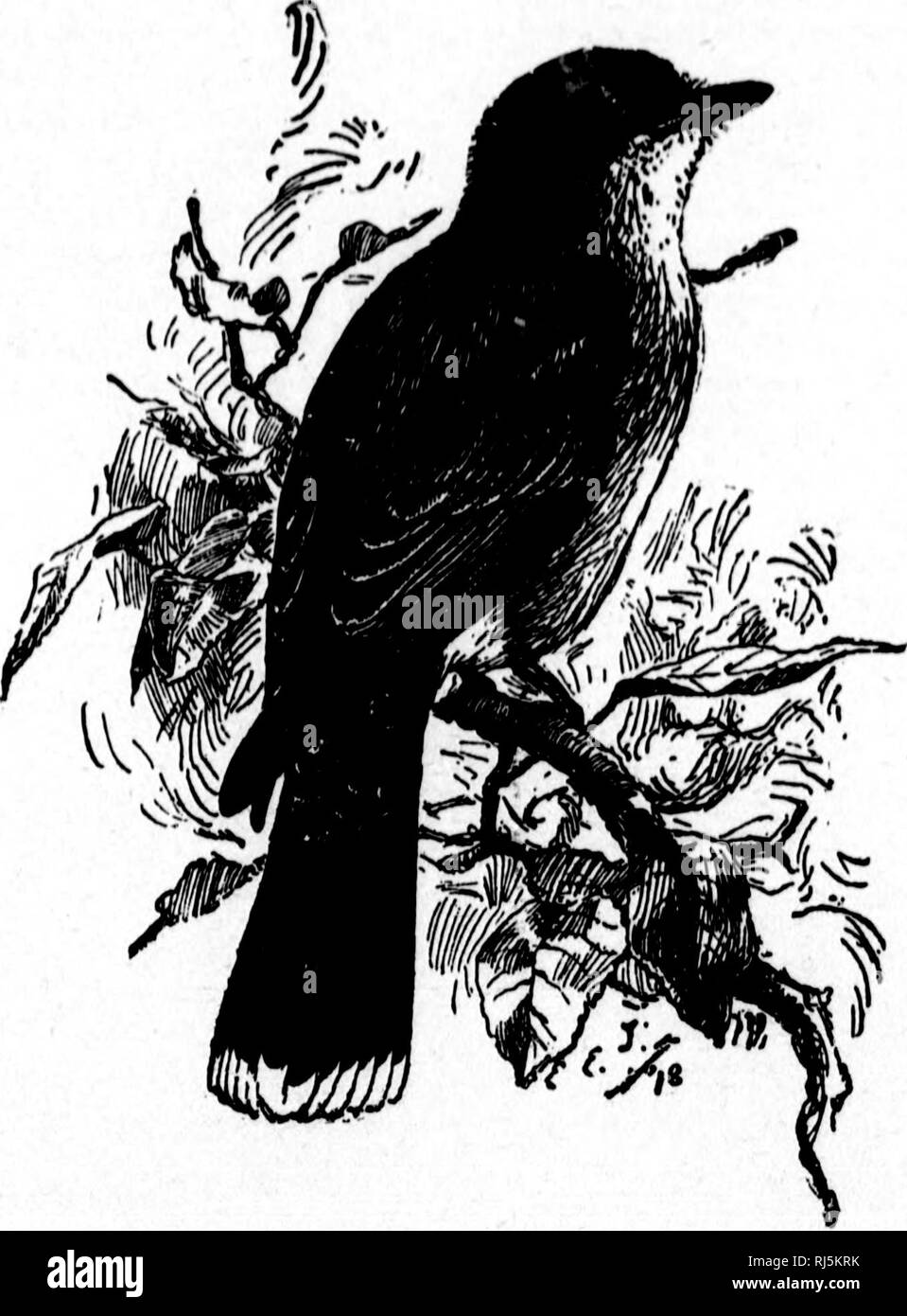 Bee martin bird Black and White Stock Photos & Images - Alamy