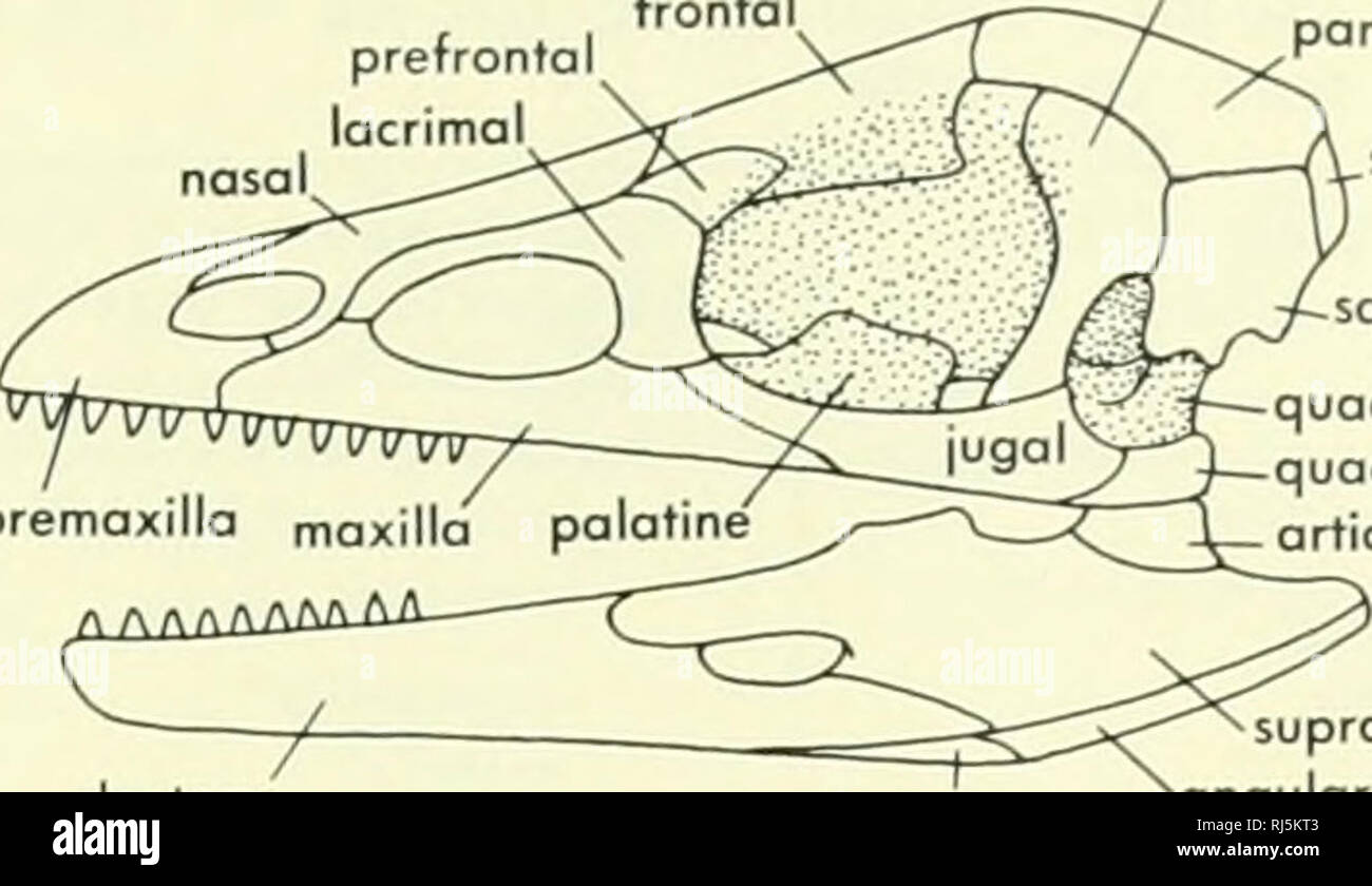 . Chordate morphology. Morphology (Animals); Chordata. Among the living ...