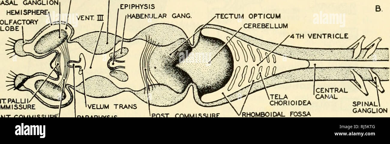 . The chordates. Chordata. BASAL GANGLION' ANT. COMMISSURE CHORIOID ...