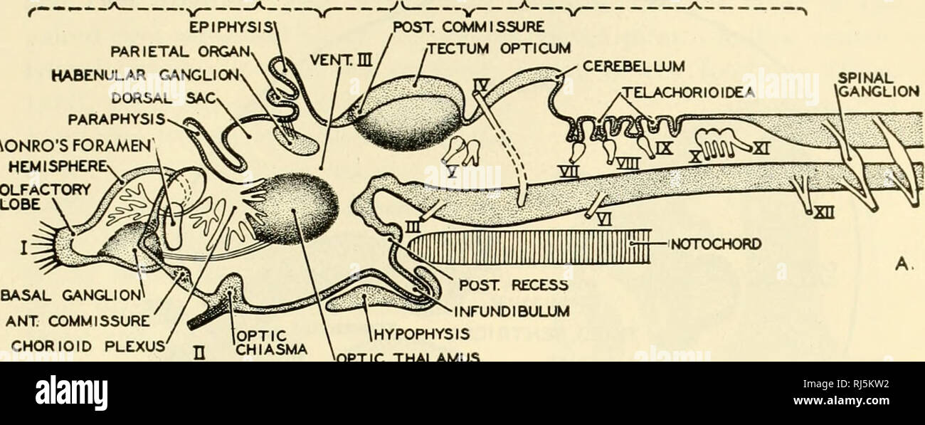 . The chordates. Chordata. Integrative Systems 147 TELEN- DIEN ...