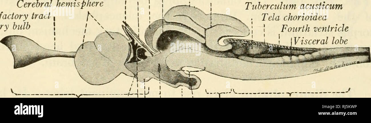 . The chordates. Chordata. â^ tourth ventrich lv {Metencephalon (Fourth ...