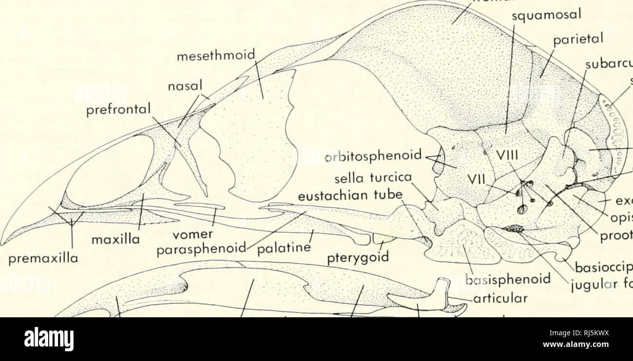 . Chordate morphology. Morphology (Animals); Chordata. frontal ...