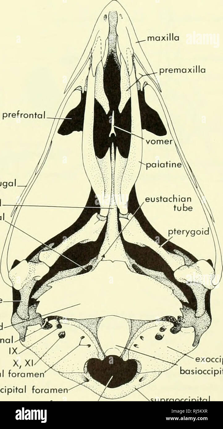 Parabasal hi-res stock photography and images - Alamy