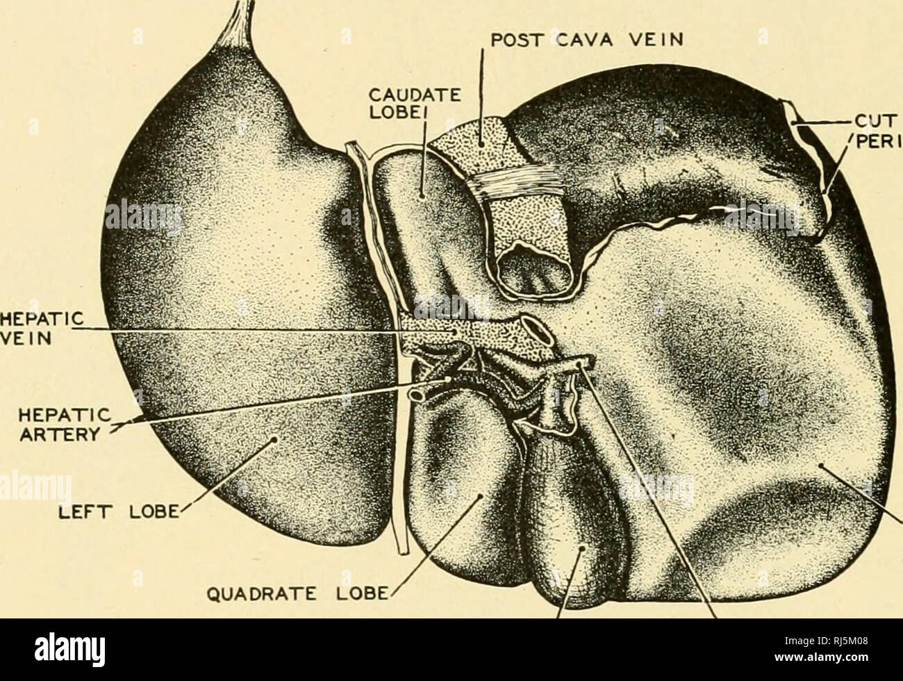 . Chordate anatomy. Chordata; Anatomy, Comparative. 240 CHORDATE ...
