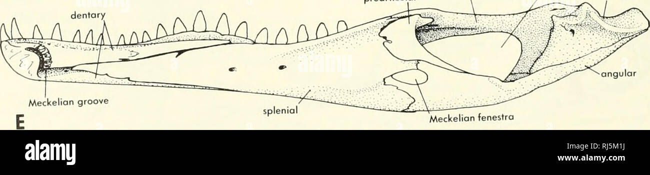 . Chordate morphology. Morphology (Animals); Chordata. dentary ...