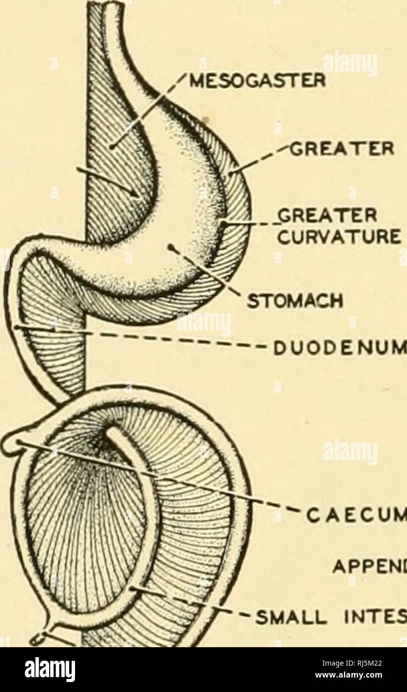 Mesocolon High Resolution Stock Photography and Images - Alamy