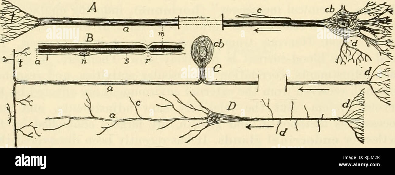 . The chordates. Chordata. 140 Basic Structure of Vertebrates I ...
