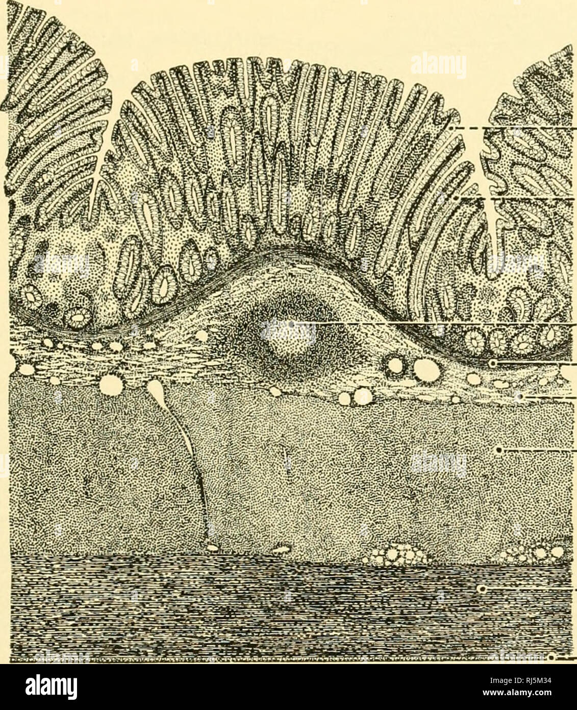 . Chordate anatomy. Chordata; Anatomy, Comparative. THE DIGESTIVE ...