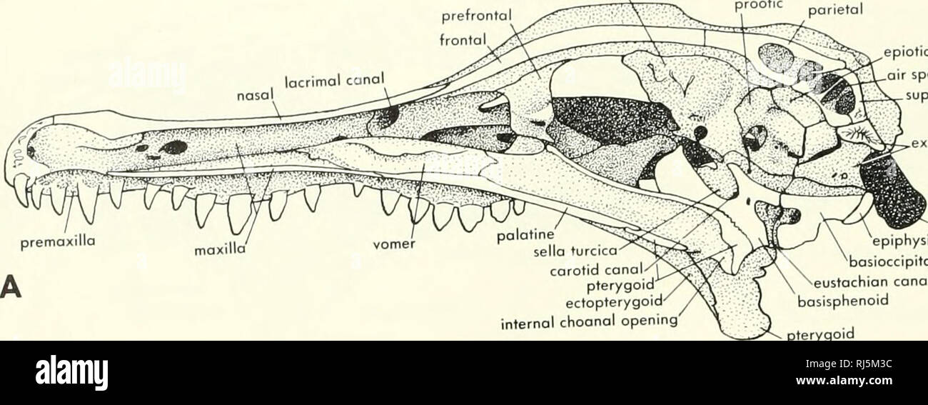 . Chordate morphology. Morphology (Animals); Chordata. orbitosphenoid P ...