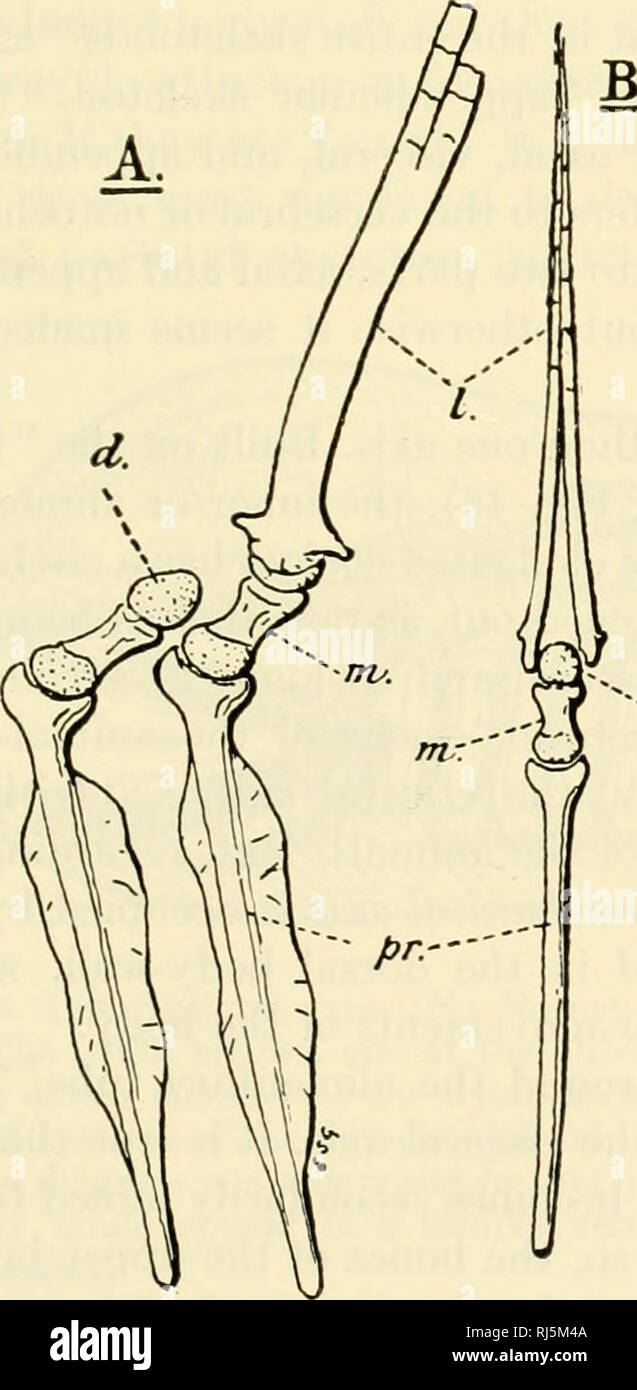 . The chordates. Chordata. PECTORAL FIN PELVIC FIN Fig. 127. Diagram ...