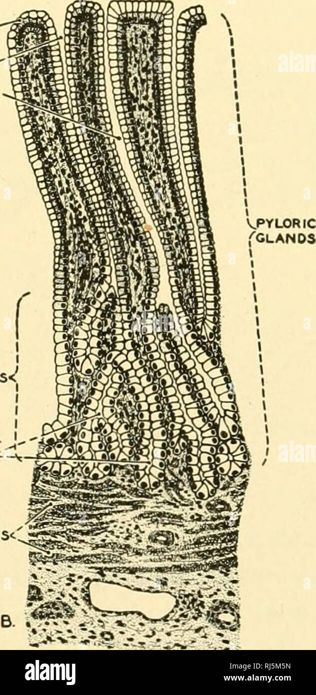 Pyloric glands hi-res stock photography and images - Alamy