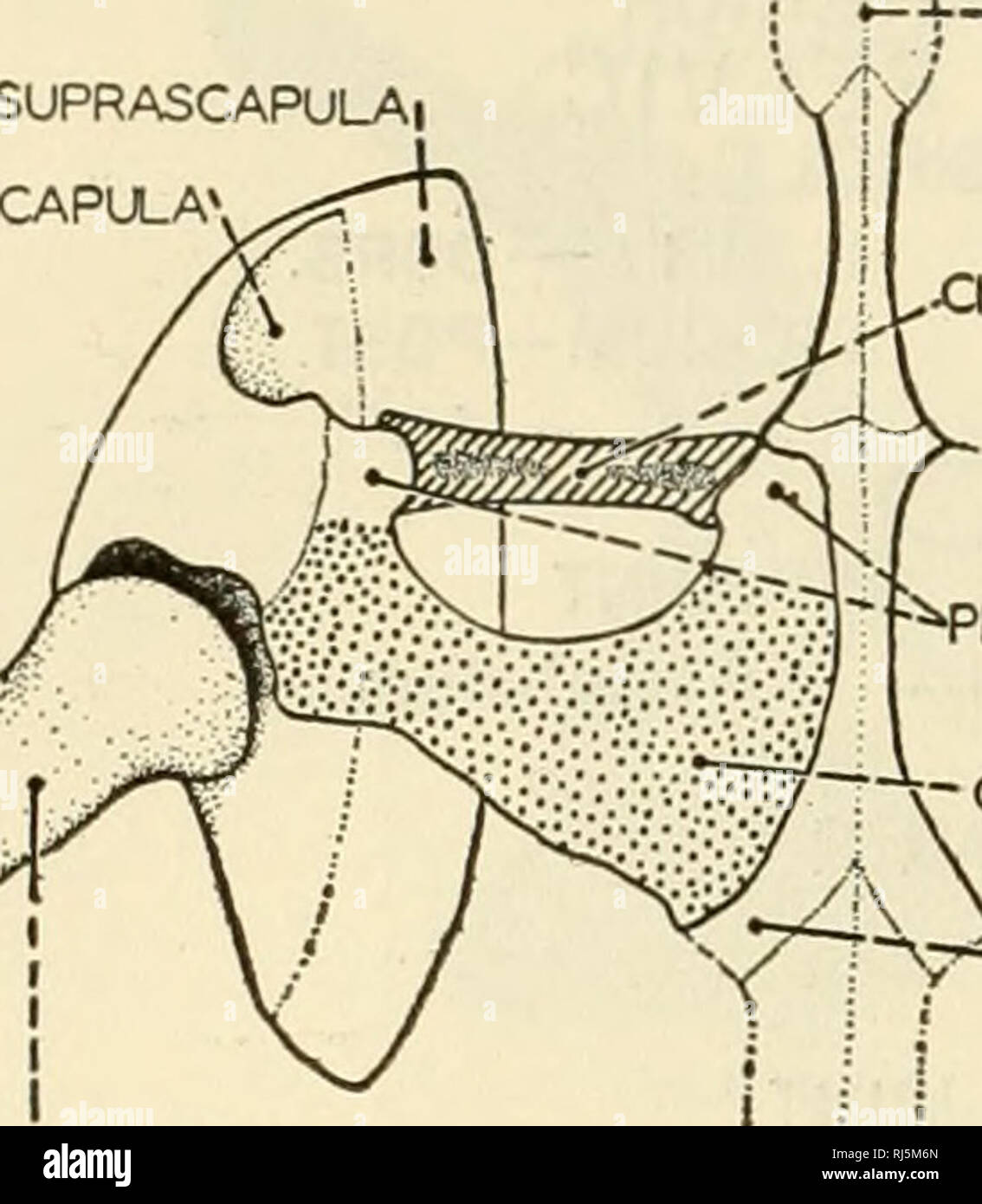 Clavicular ligament hi-res stock photography and images - Alamy