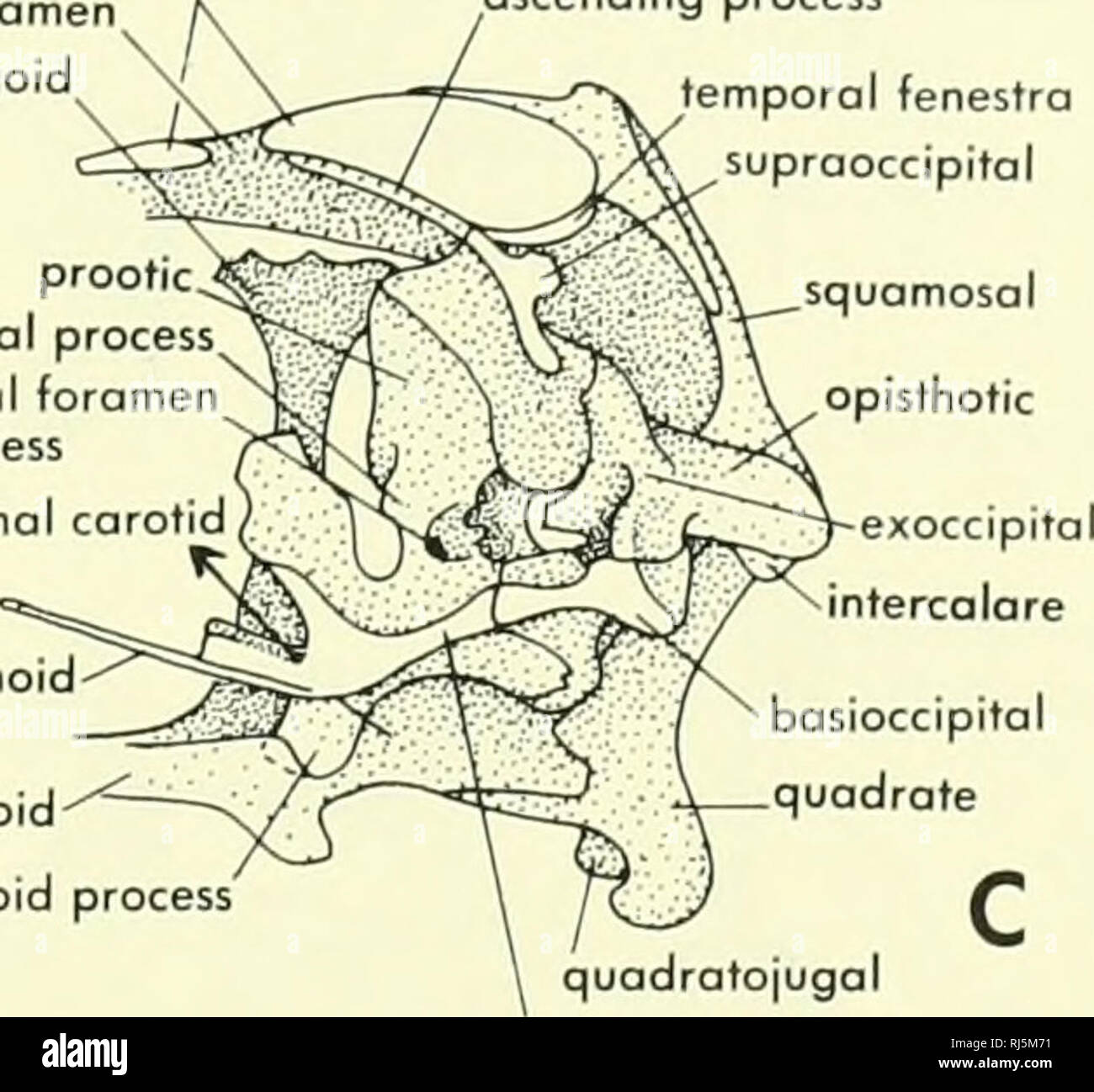 . Chordate morphology. Morphology (Animals); Chordata. parasphenoid ...
