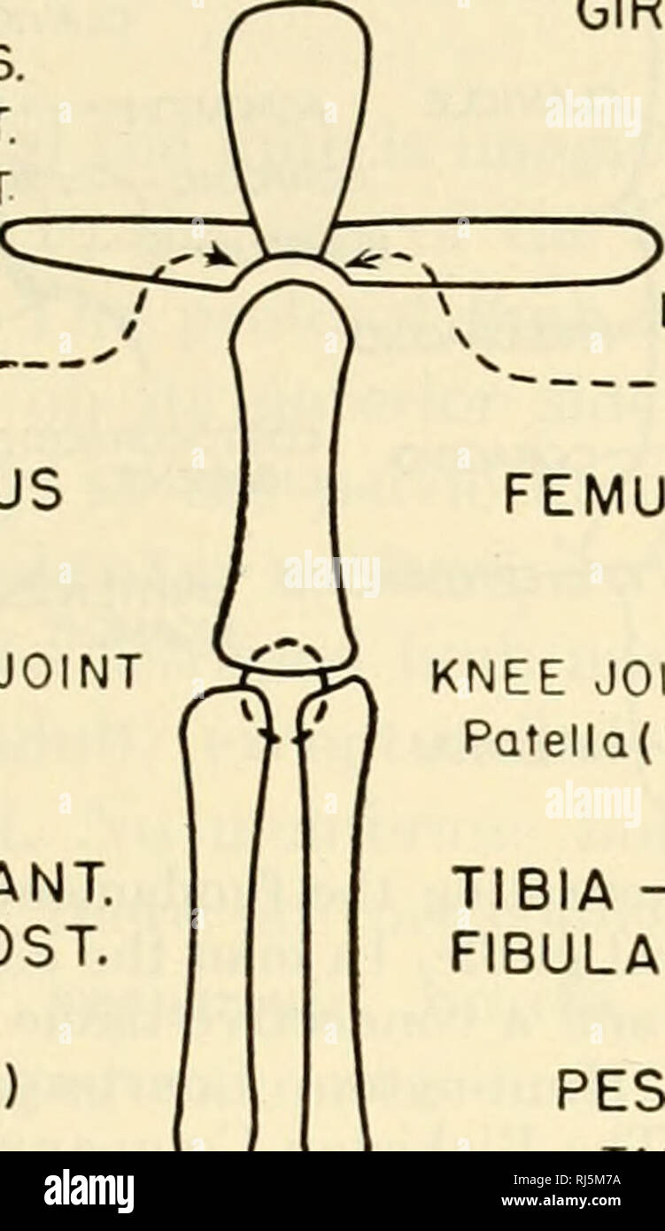 . The chordates. Chordata. Motor System—Muscles and Skeleton 131 ...