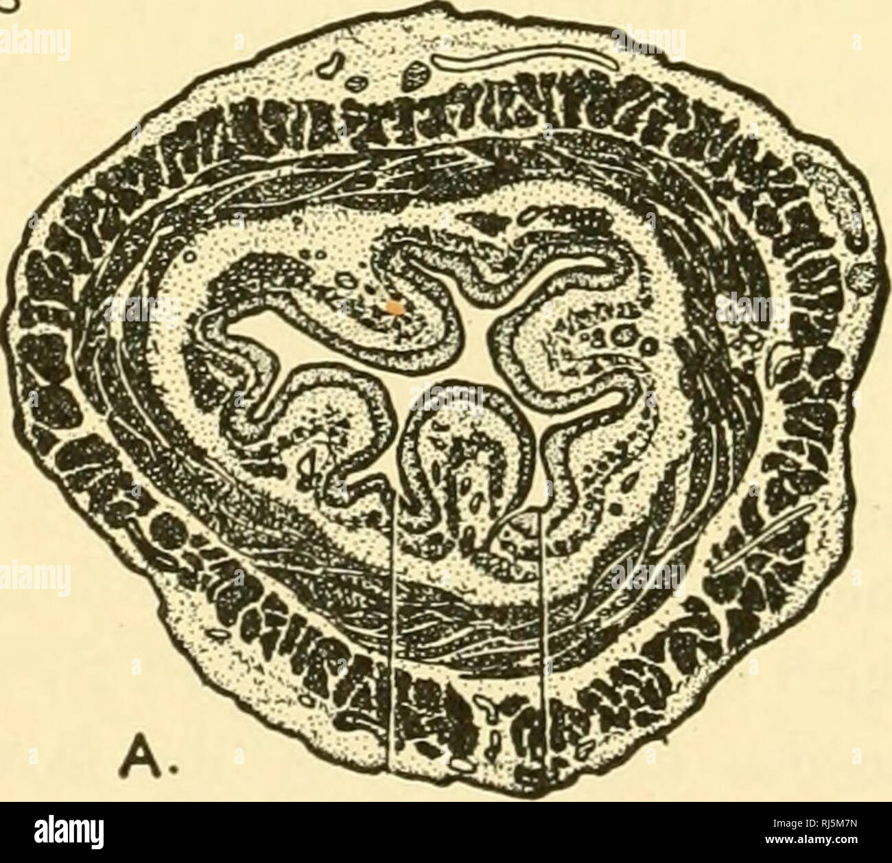 Stomach submucosa hi-res stock photography and images - Alamy