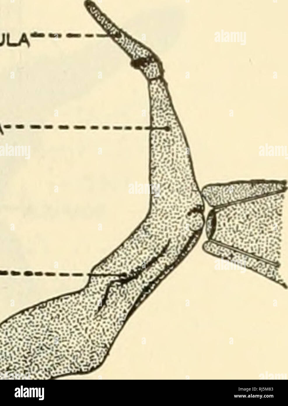 . The chordates. Chordata. Fig. 122. Diagram of the pectoral appendage ...