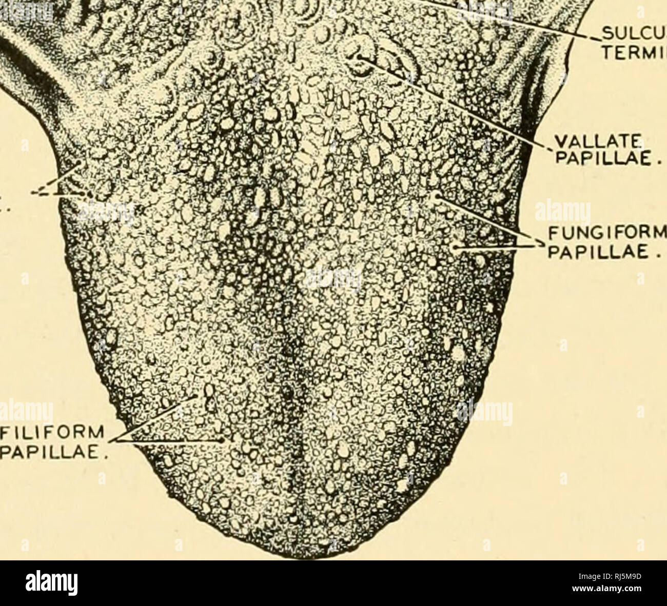 . Chordate anatomy. Chordata; Anatomy, Comparative. Fig. 211.—The ...