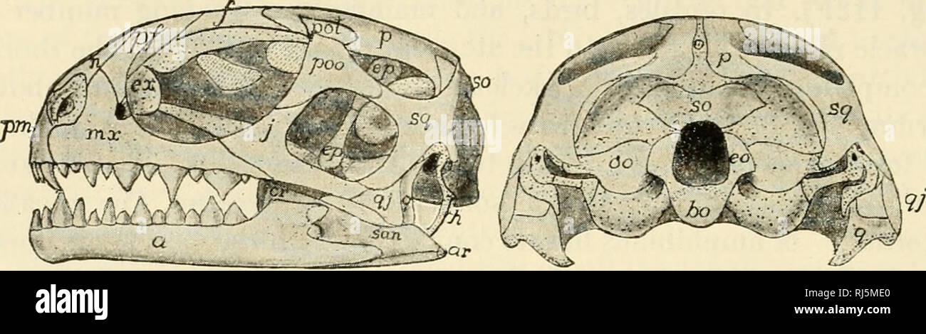 . The chordates. Chordata. 116 Basic Structure of Vertebrates. Fig. 114 ...