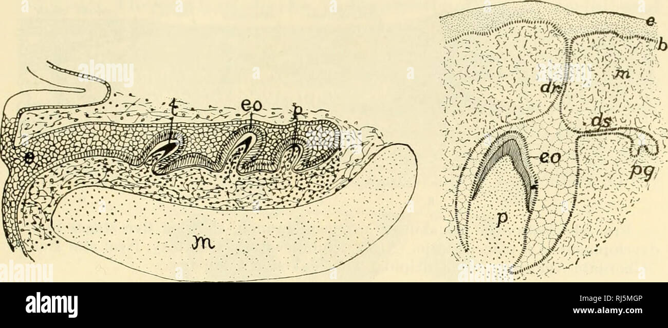 . The chordates. Chordata. The Inner (Alimentary) Tube and Its ...