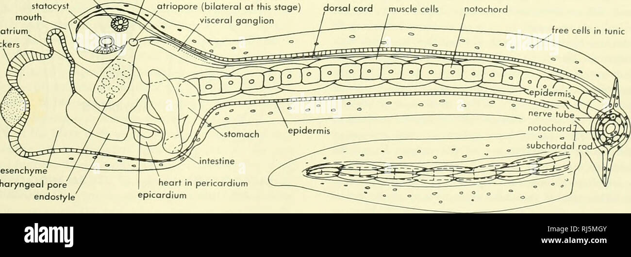 Ciliary action hi-res stock photography and images - Alamy