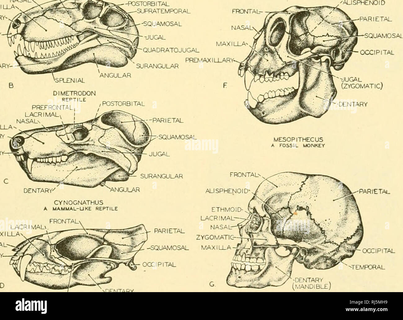 . Chordate anatomy. Chordata; Anatomy, Comparative. PREFRONTAL ...